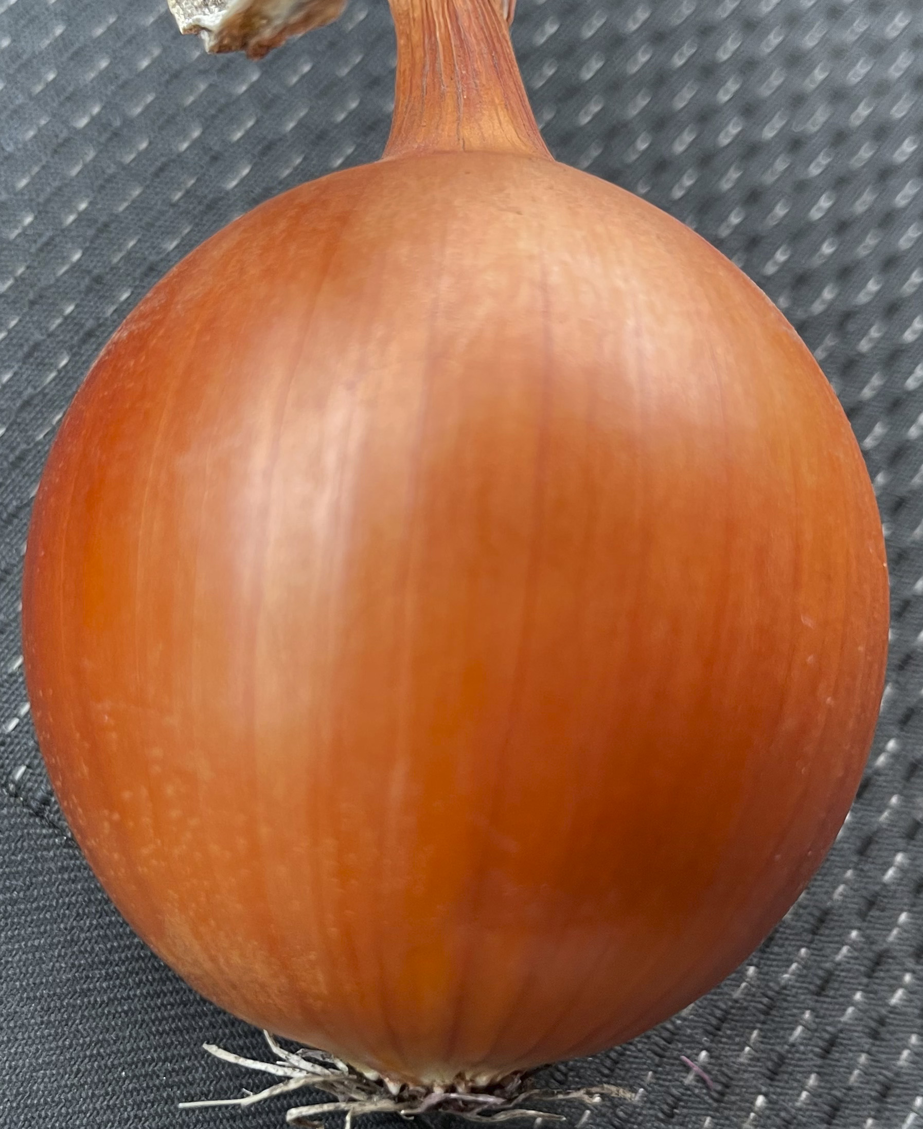 onion Hermes F1 - Heritage